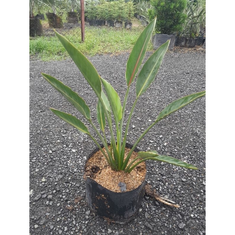 TRUE BIRDS OF PARADISE (FOR SALE) | Shopee Philippines