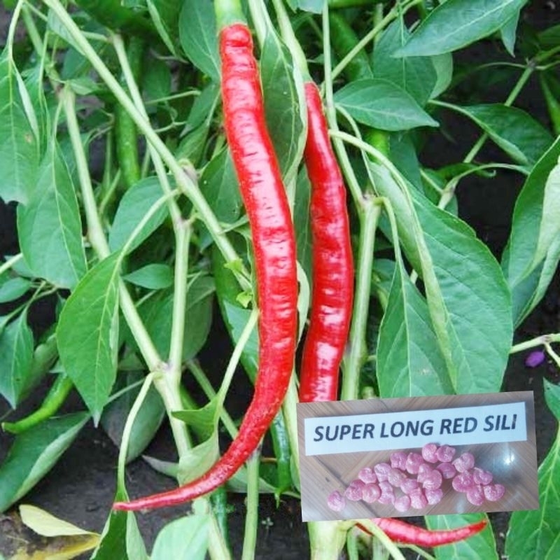 Super Long Red Sili Seeds (10Pcs/Pack) | Shopee Philippines