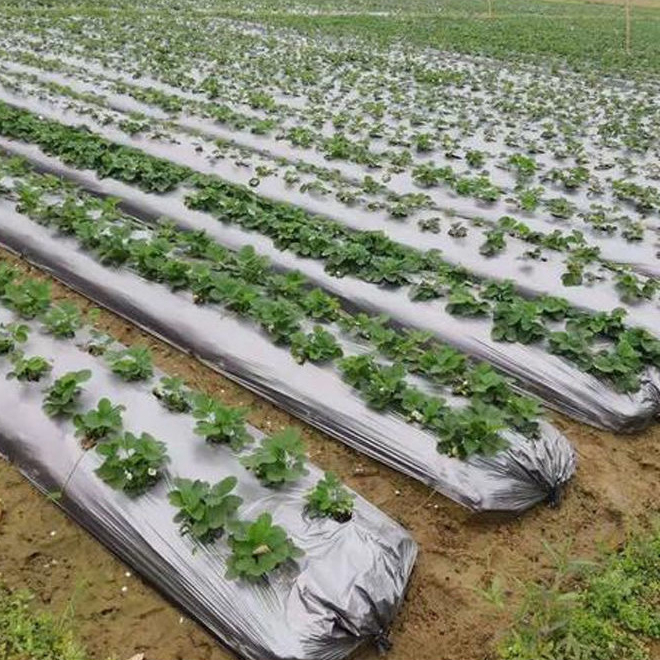 80CM X 600M /650M PLASTIC MULCH FILM(1 roll ) Insulation Fil Weeding ...