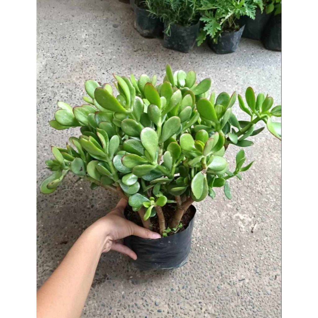 Jade Mother/Money Maker Plant (Free Red Pot) - Live Plant, Indoor Plant ...
