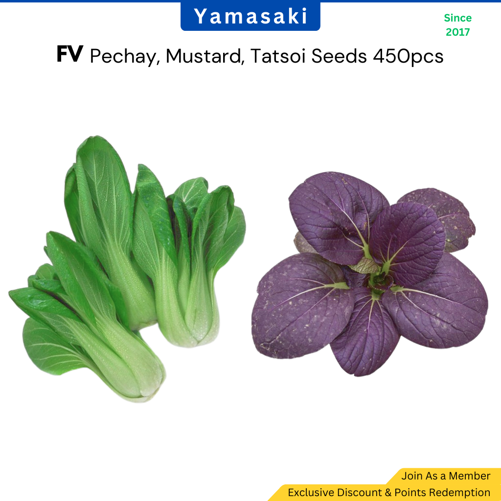 FV Chinese Pechay Seeds Mustard Seeds Tatsoi Seeds 450pcs | leafy ...