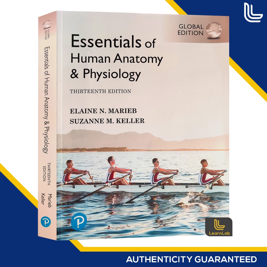 COLORED Essentials of HUMAN ANATOMY & PHYSIOLOGY Thirteenth Edition ...
