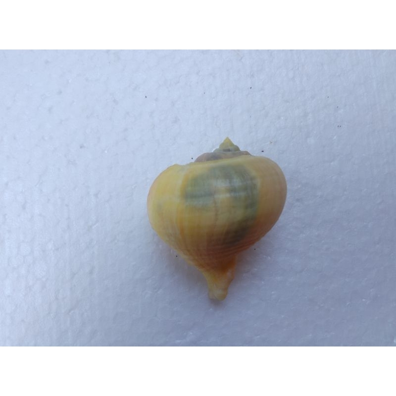Seashells for specimen - Rapa incurva 53mm- BIG SIZE & RARE SPECIES ...