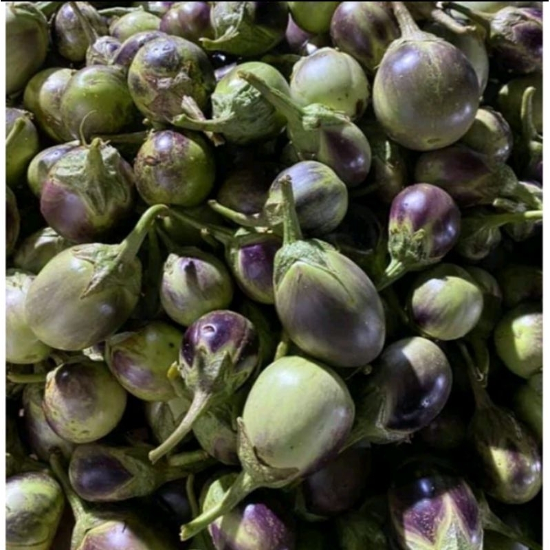 Eggplant gwapito Seeds/ talong na bilog for planting | Shopee Philippines
