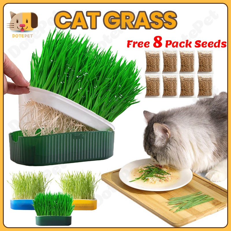 Organic Cat Grass Seeds Free 8 packs of seeds Soilless Cultivation And ...