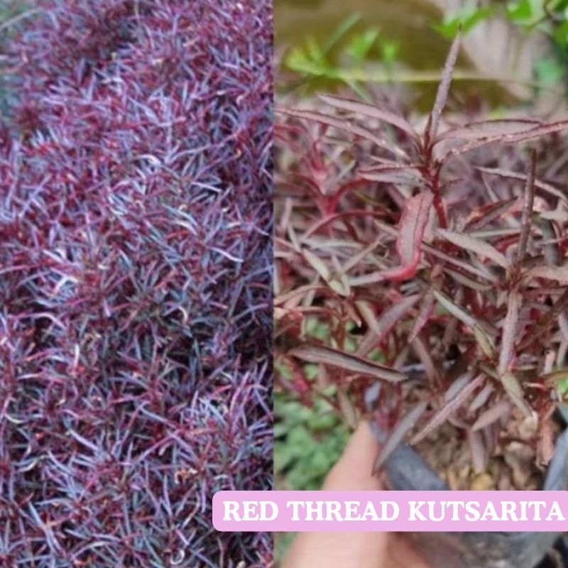 Red Thread Plant ( 1 pot) Landscapers Garden Decoration- Live Plant ...