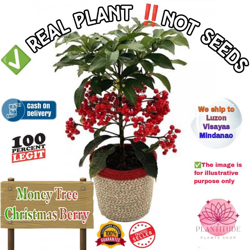 Money Tree Live Plant Christmas Berry Seedling‼️Not Seeds Ardisia ...