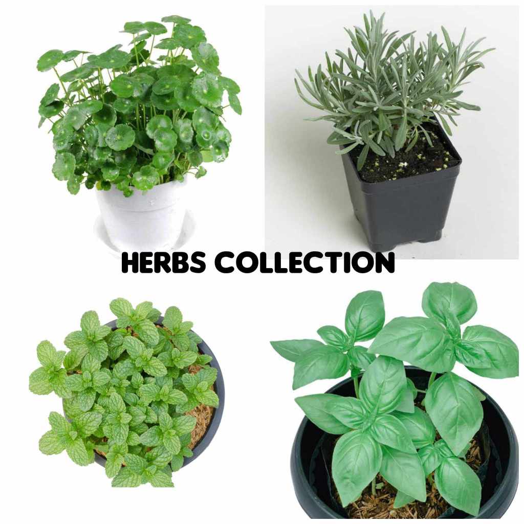 95 PESOS Herbs Collection with FREE garden soil, plastic pot and white ...