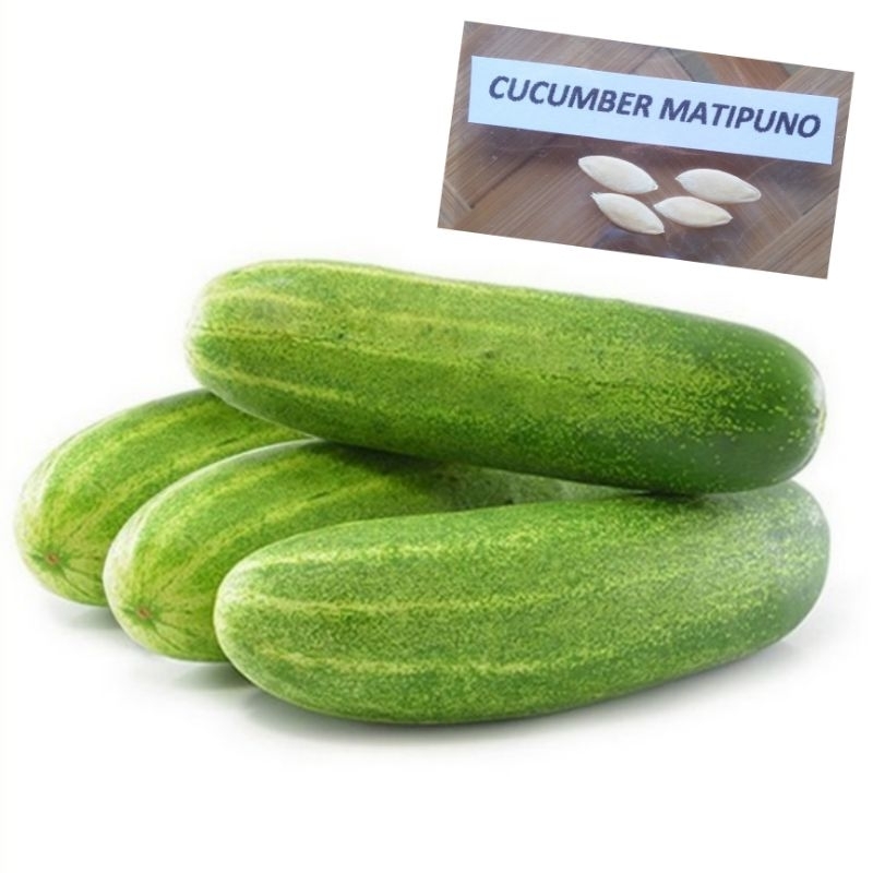 Cucumber Matipuno Seeds (4Pcs/Pack) | Shopee Philippines