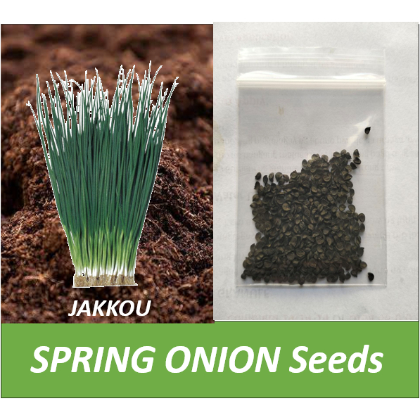 SPRING ONION/DAHON NG SIBUYAS Seeds High quality vegetable seeds ...