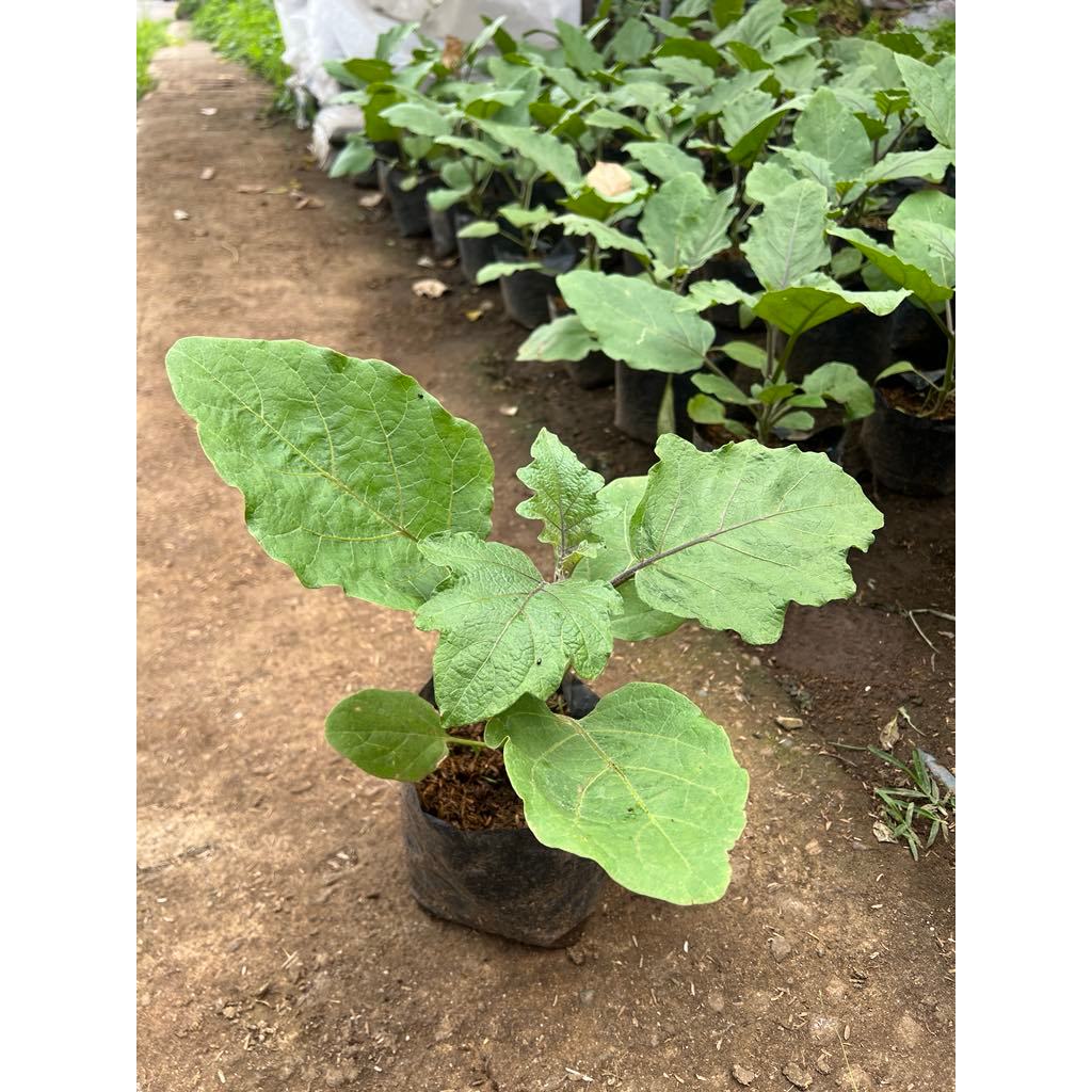 TALONG/EGG PLANT - LIVE PLANT FOR SALE BEST PRICE (Complete with ...