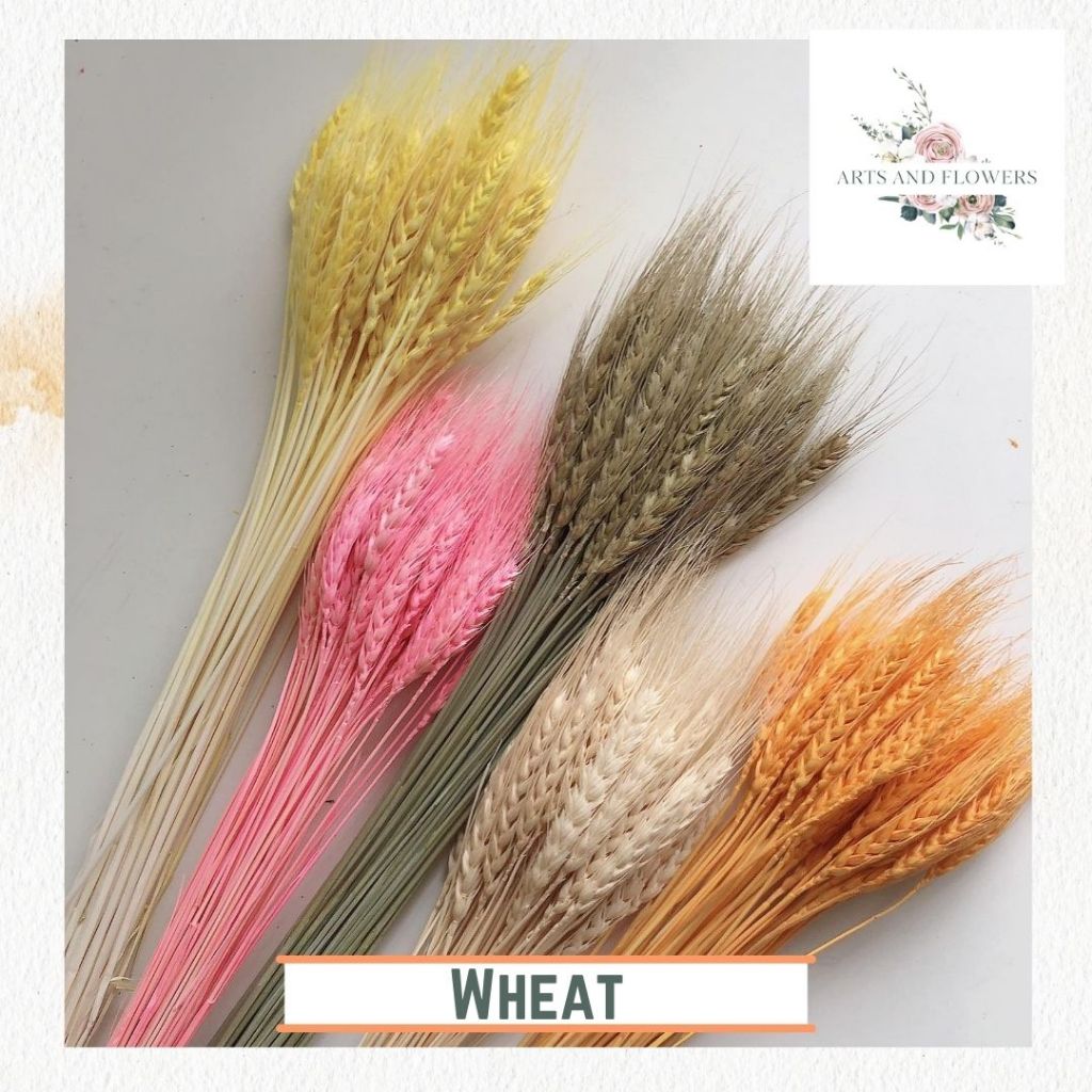 Preserved Wheat sold per bundle/50 stems | Shopee Philippines