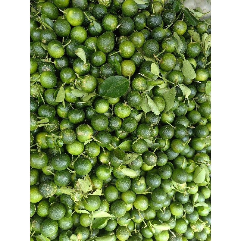 Fresh Calamansi from Mindoro Province Philippine Lime 250 grams ...