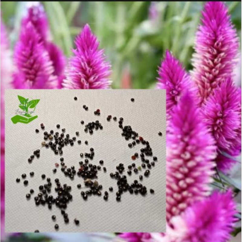 Celosia Argentea seeds(50pcs) | Shopee Philippines