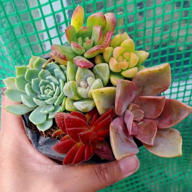 12 Random Dish Succulent PAKIUSAP, Piliin ang J and T Courier sa ...