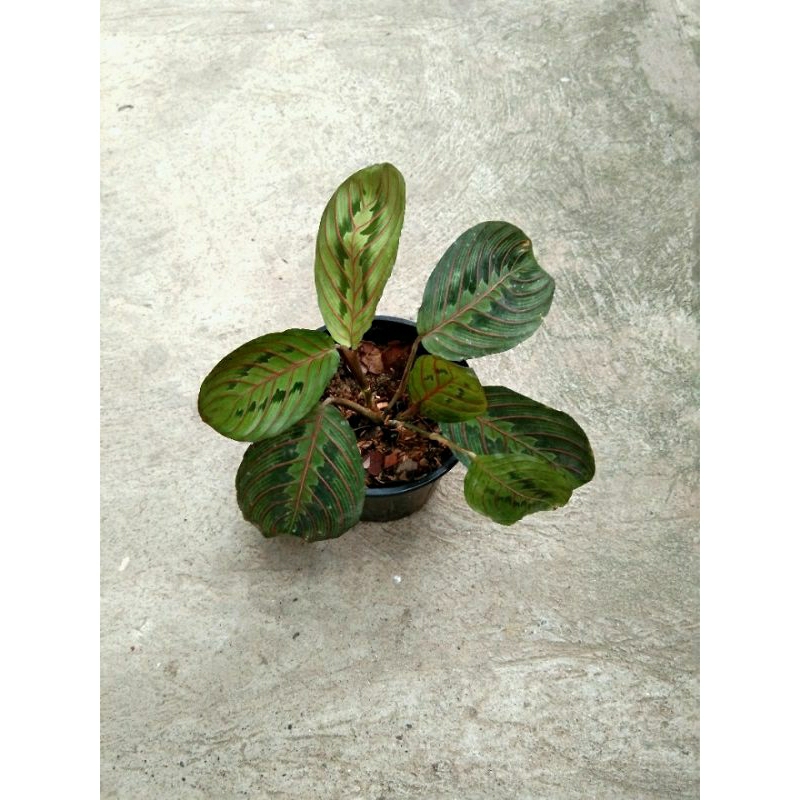 Calathea Red maranta: live plant | Shopee Philippines