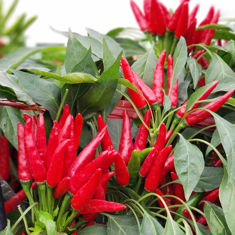 Siling Labuyo Hybrid ( 100 seeds ) - Hot Pepper Taiwan Chili / Siling ...