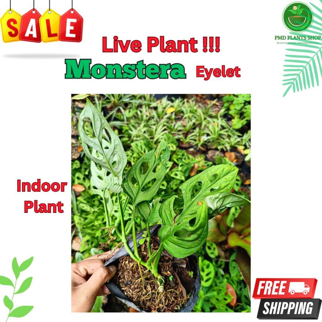 Live Monstera Eyelet (Monstera Adansonii ) 4 to 6 leaves | Shopee ...