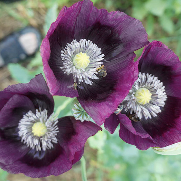 Black Poppy Seeds - Flower Seeds Rare Flower Seeds - Heirloom Flower ...
