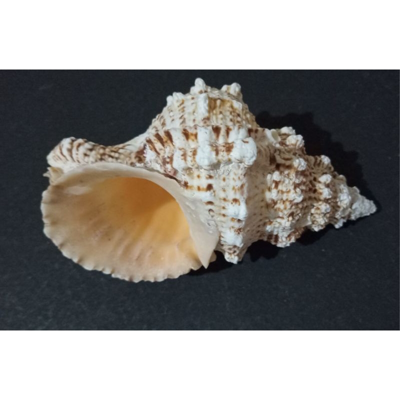 Bursa Bobo I Giant frog shell I 6- 9in I Collector's I | Shopee Philippines