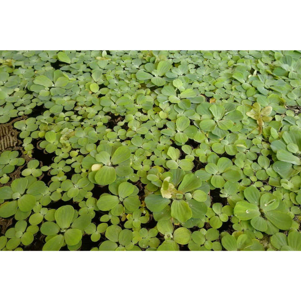Aquatic Plants with Dwarf Blue Panda | Shopee Philippines