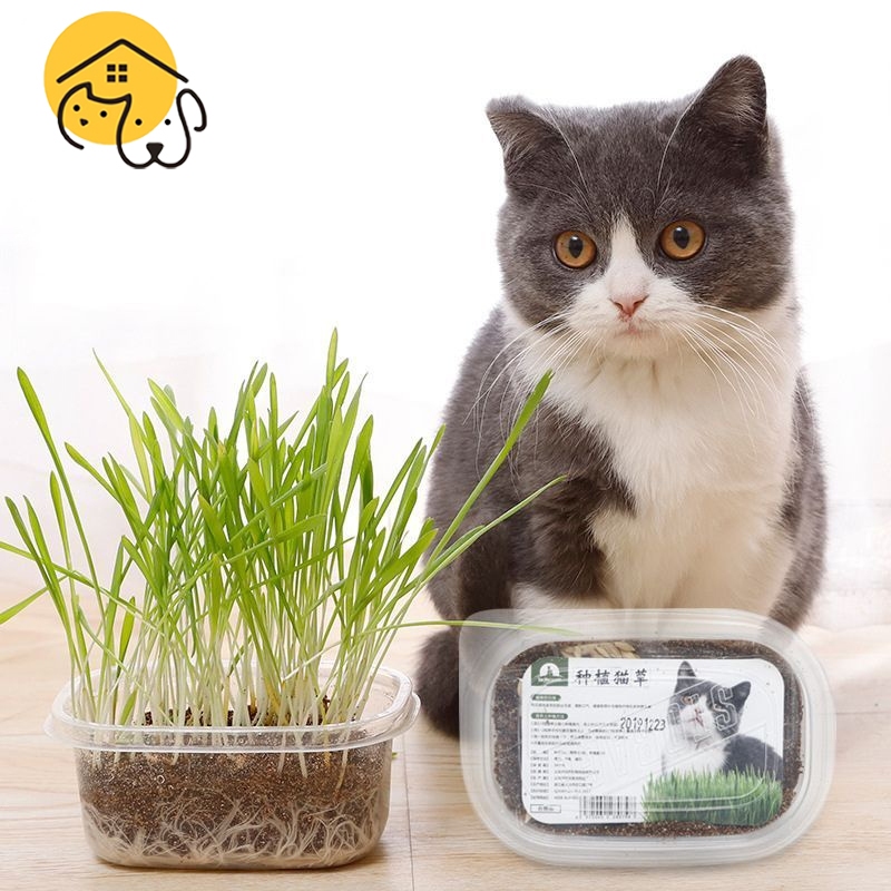 Cat Grass Set Cat Grass Seeds with Loam Soil & Pot | Cat Grass | Shopee ...