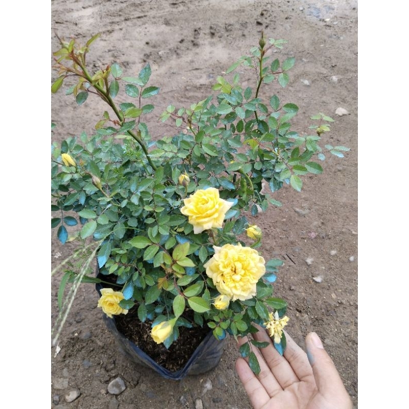 (Medium Size) Pitimini Roses Flowers (Ship in Luzon Area only) | Shopee ...