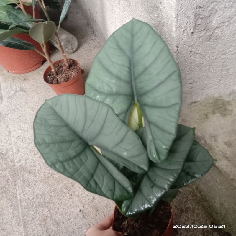 Alocasia Bisma - Beautifully Textured Leaves with Vibrant Vein Colors ...