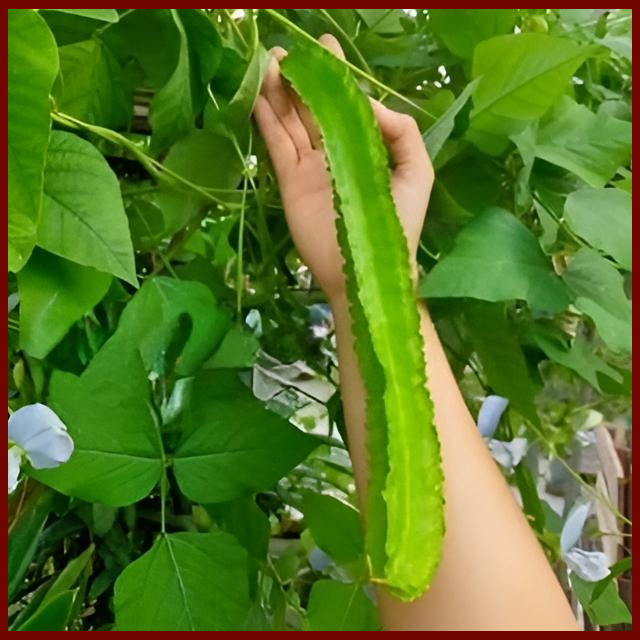 SIGARILYAS SEED`S A FOOTLONG VARIETY (WINGED BEANS) | Shopee Philippines