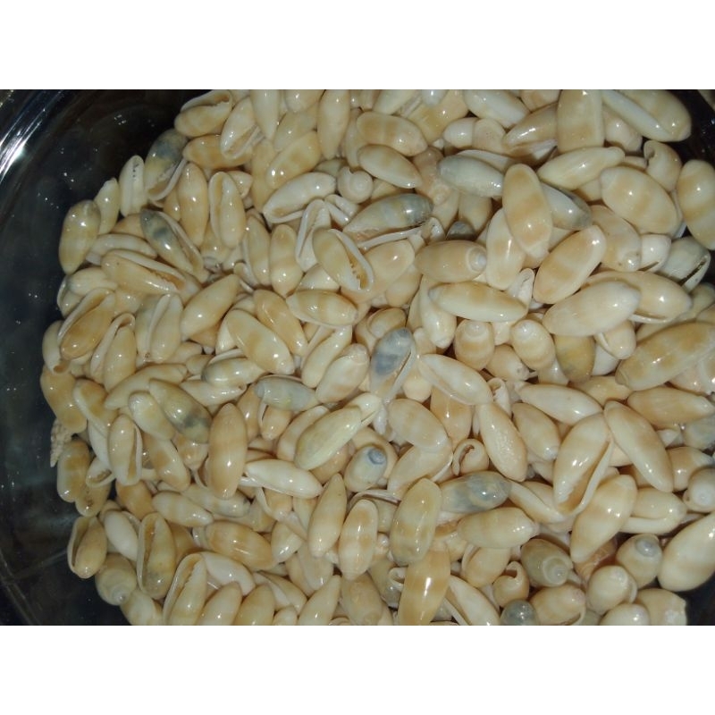 Seashells for Shell craft- Rice shell (Volvarina Philippinensis)11-14mm ...
