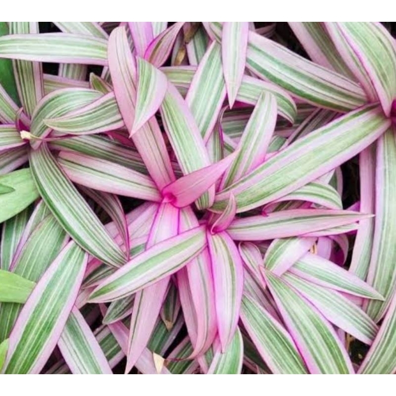 Portal Cool/ Moses in the Cradle/ Oyster / Tradescantia Spathacea ...