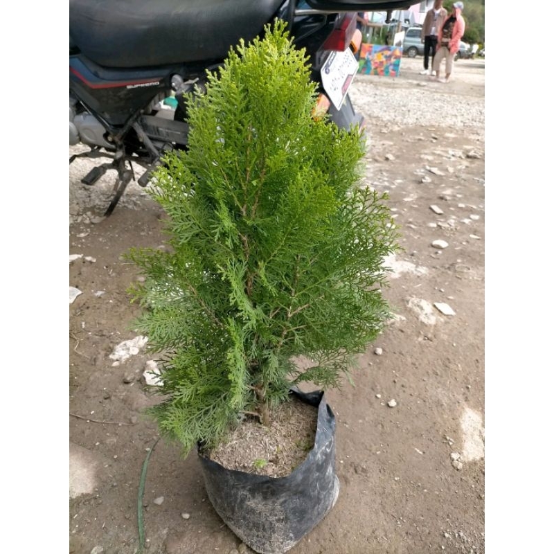 Big Size Fan Cypress (display/decor) | Shopee Philippines