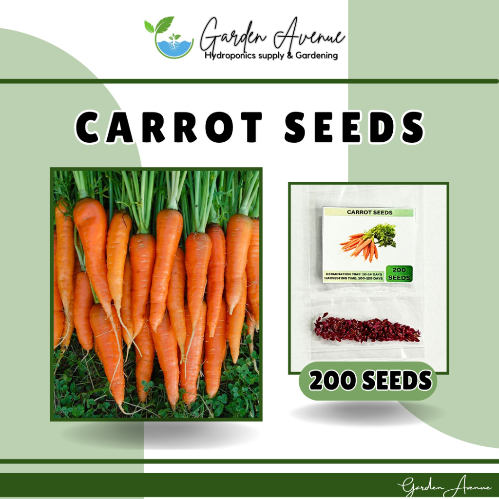 CARROT SEEDS (200 SEEDS) - F1 HYBRID/HIGH YIELDING/EASY TO GROW ...