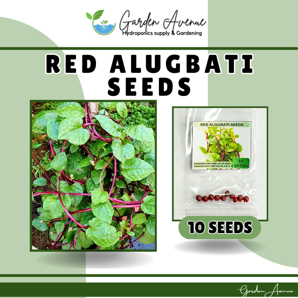 RED ALUGBATI SEEDS (10 SEEDS) - HYBRID/EASY TO GROW/SUPER RED/HIGH ...