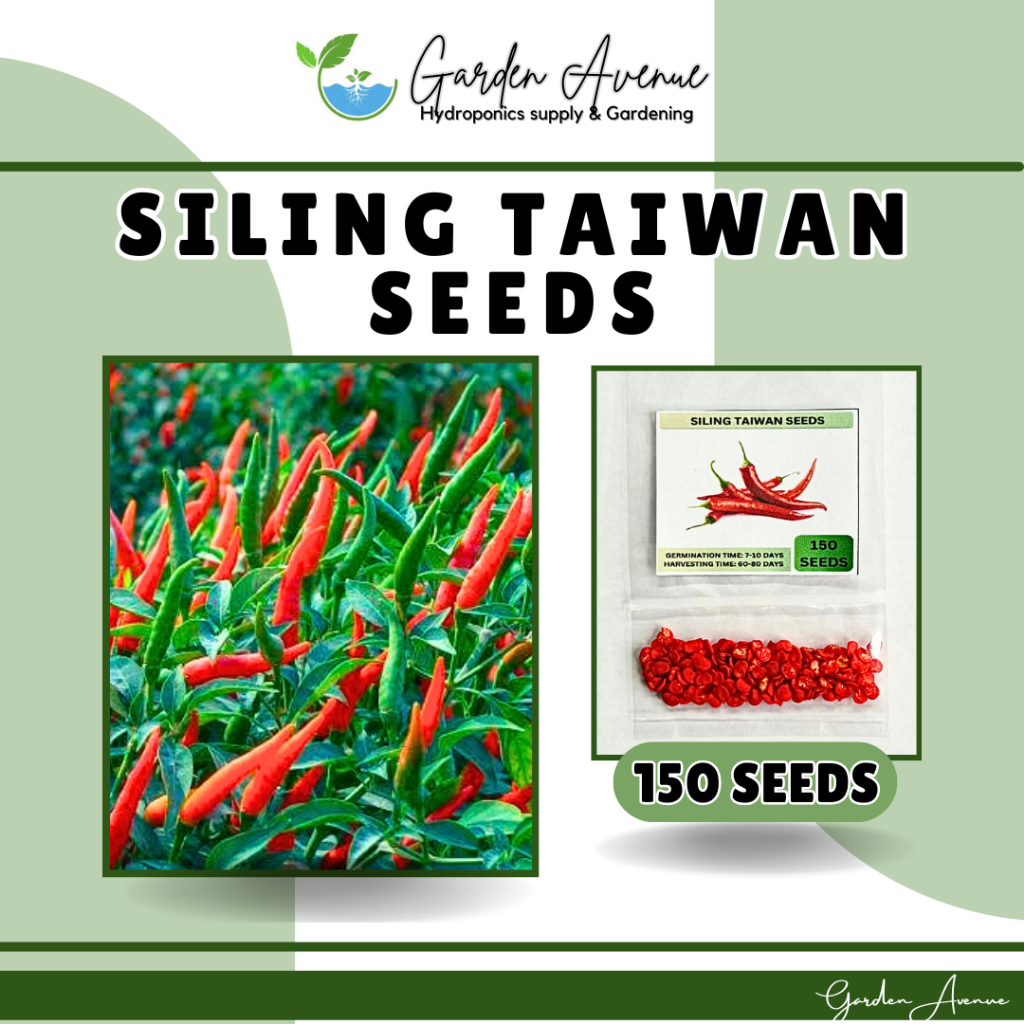 SILING TAIWAN SEEDS (150 SEEDS) - SUPER HOT/ TAIWAN EXPRESS/EASY TO ...