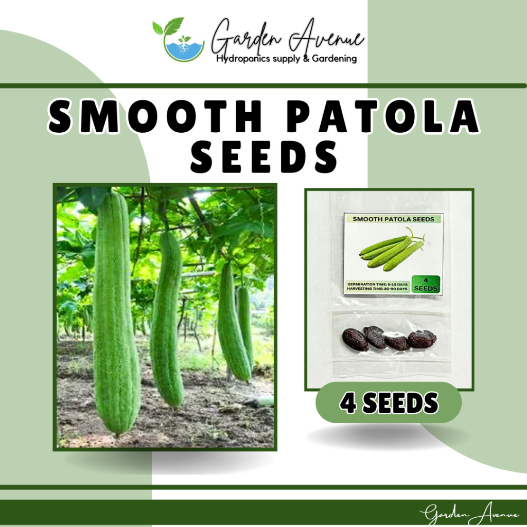 SULIT PACK! SMOOTH PATOLA SEEDS (4 SEEDS) - HYBRID/LONG/EASY TO GROW ...