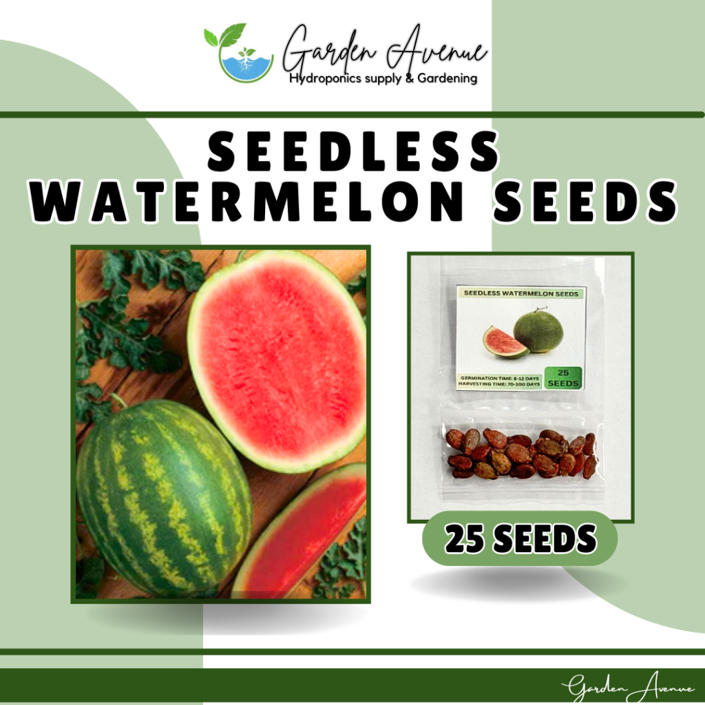 SEEDLESS WATERMELON (25 SEEDS) - SUGAR MOMMY VARIETY/FOR PLATING ...