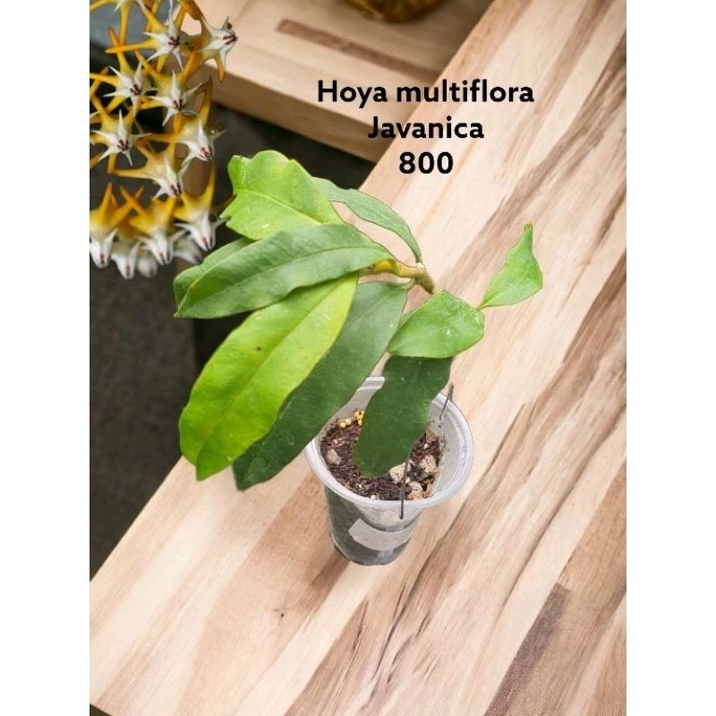 Hoya multiflora Javanica ( live plant) | Shopee Philippines