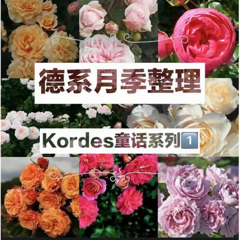 Collection of German Kordes Variety Families | Shopee Philippines