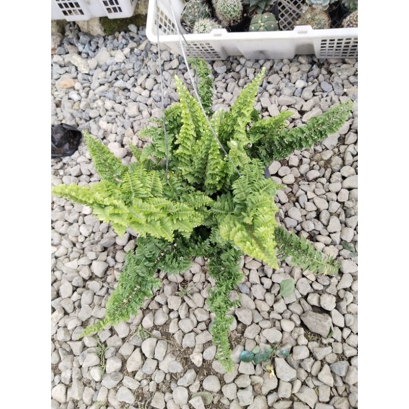 Fluffy Ruffles Fern (Nephrolepis exaltata) | Shopee Philippines