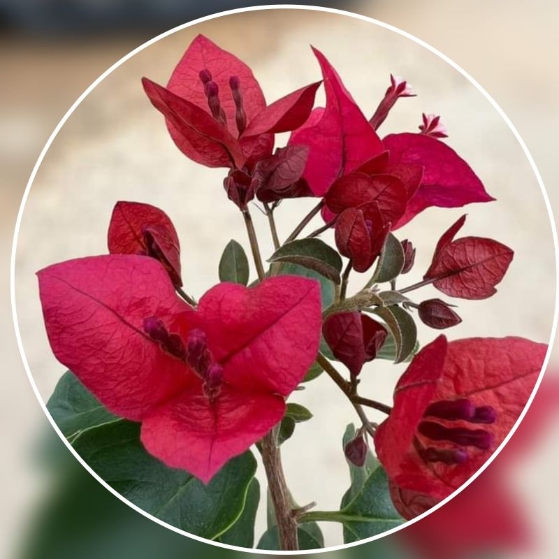 Green Leaf Bougainvillea Stem Cuttings (1 stem, no roots) | Shopee ...