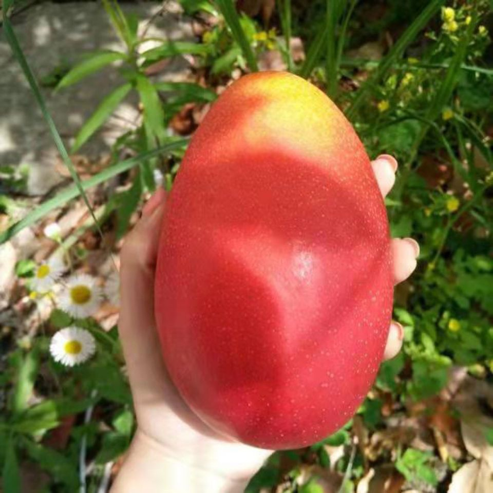 Grafted Mango Seedlings, Golden Mango, Japanese Mango, Noble Concubine ...