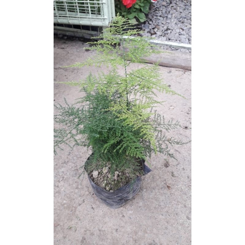 Asparagus Fern Plants | Shopee Philippines