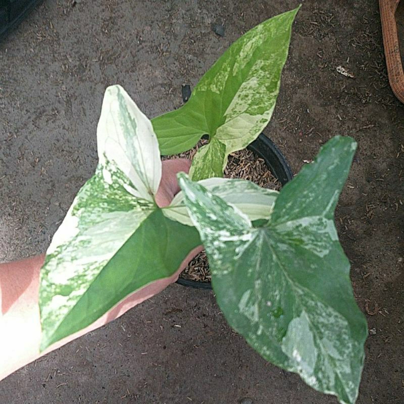 Syngonium Varieties and Types | Shopee Philippines