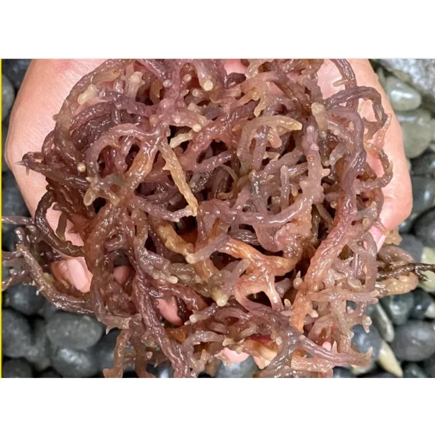 100 grams // Maluku Island Sea Moss- Eucheuma cottonii | Shopee Philippines