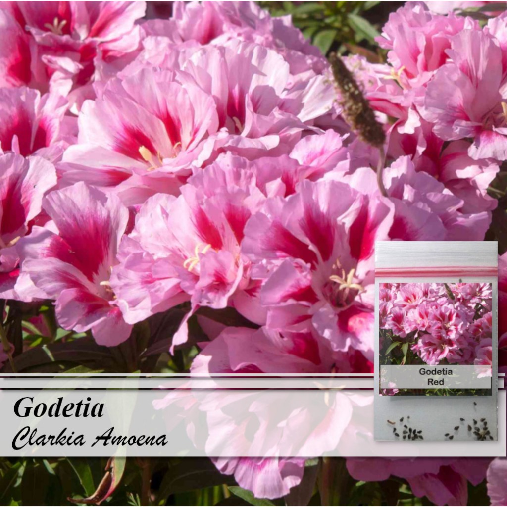 Godetia Red Flower Seeds 20 Seeds Clarkia Amoena | Shopee Philippines