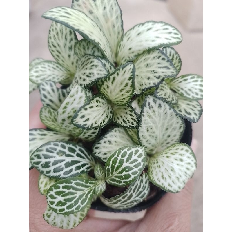 white ann fittonia | Shopee Philippines
