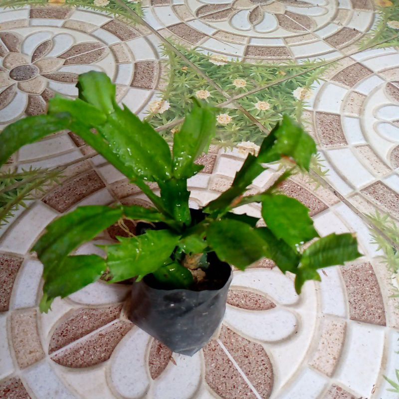 Crab Cactus (in polybag) | Shopee Philippines