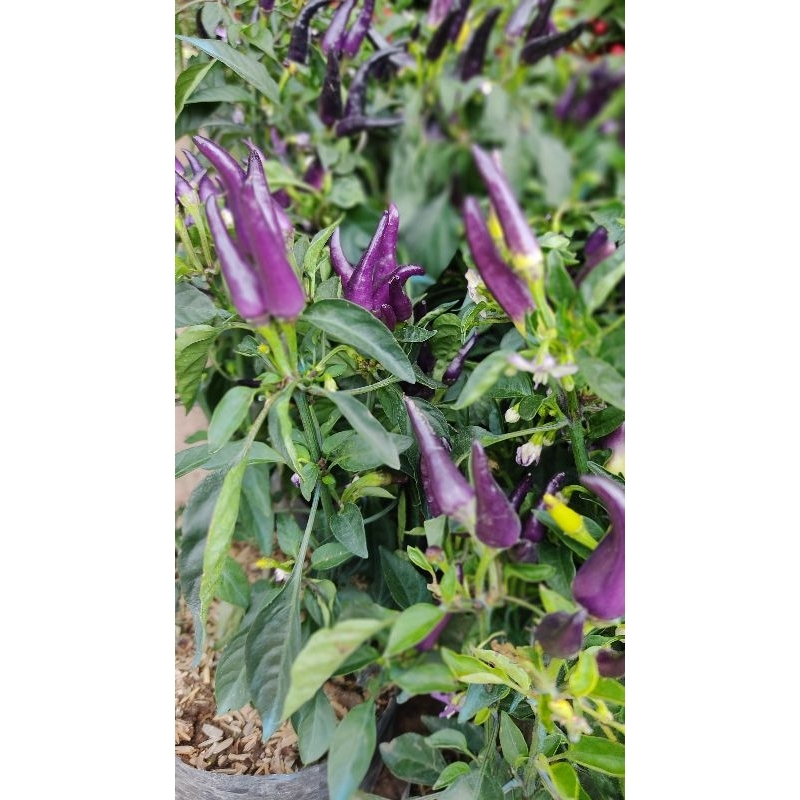 korean sili /purple sili (edible) | Shopee Philippines