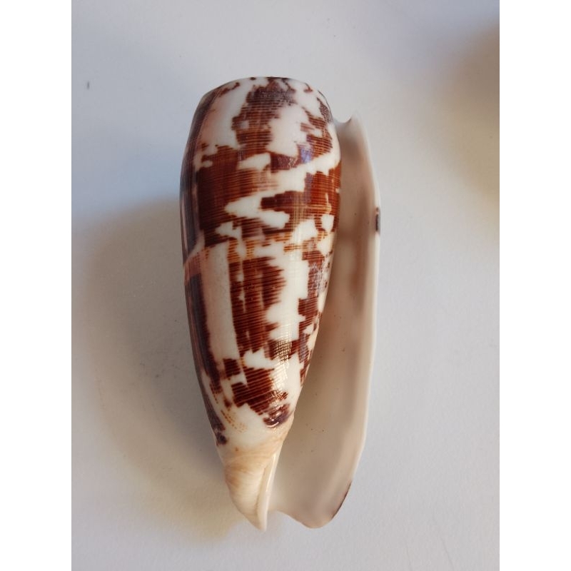 Seashell for collection- Conus striatus 99mm- BIG SIZE!!! | Shopee ...